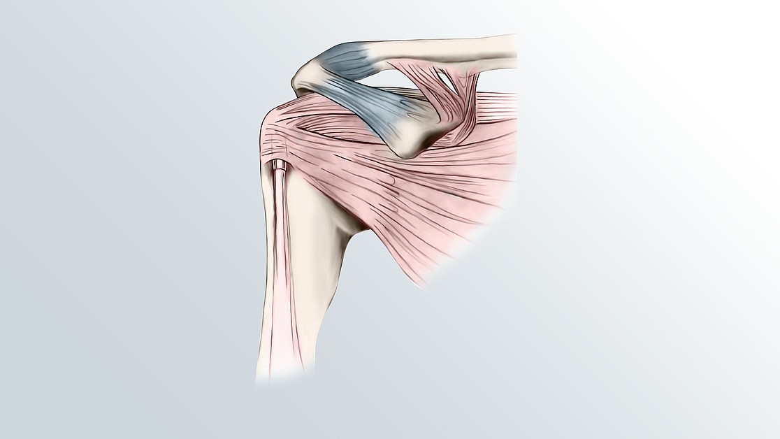 Shoulder - anatomy of the shoulder joint