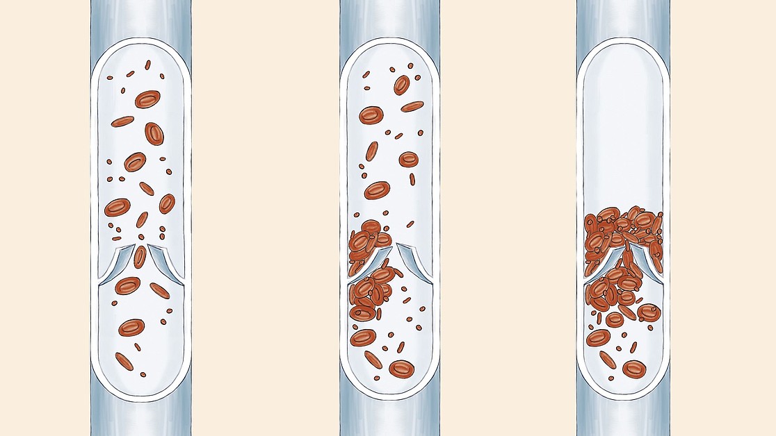 Venous system - anatomy and function